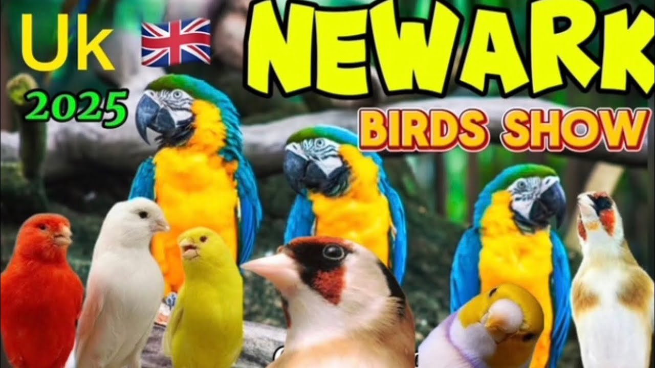 NEWARK BIRDS SHOW UK. 26/10/25. Part. ( 2 ). نمایشگاه پرندگان زینتی ...