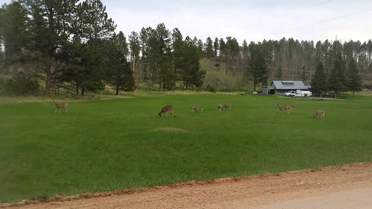 Herd of Deer near Outlaw Ranch - Custer South Dakota - YouTube