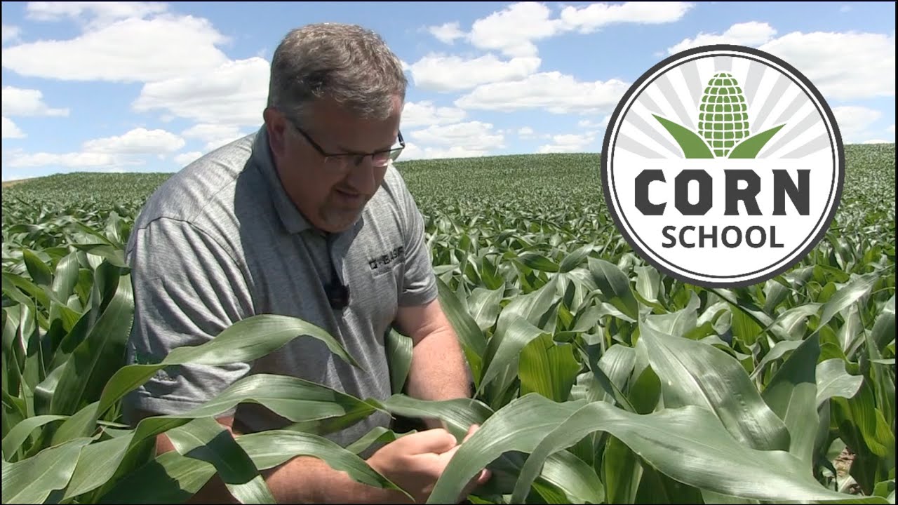 Corn School: Fungicide trials help growers select winning disease ...