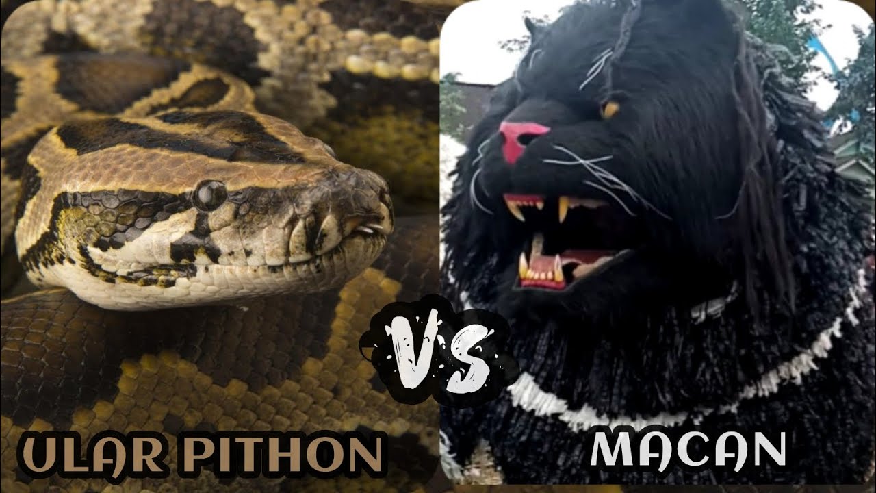 ULAR PITHON Vs MACAN TERBARU 2023 MEMBUAT PARA PENONTON LARI DAN ...