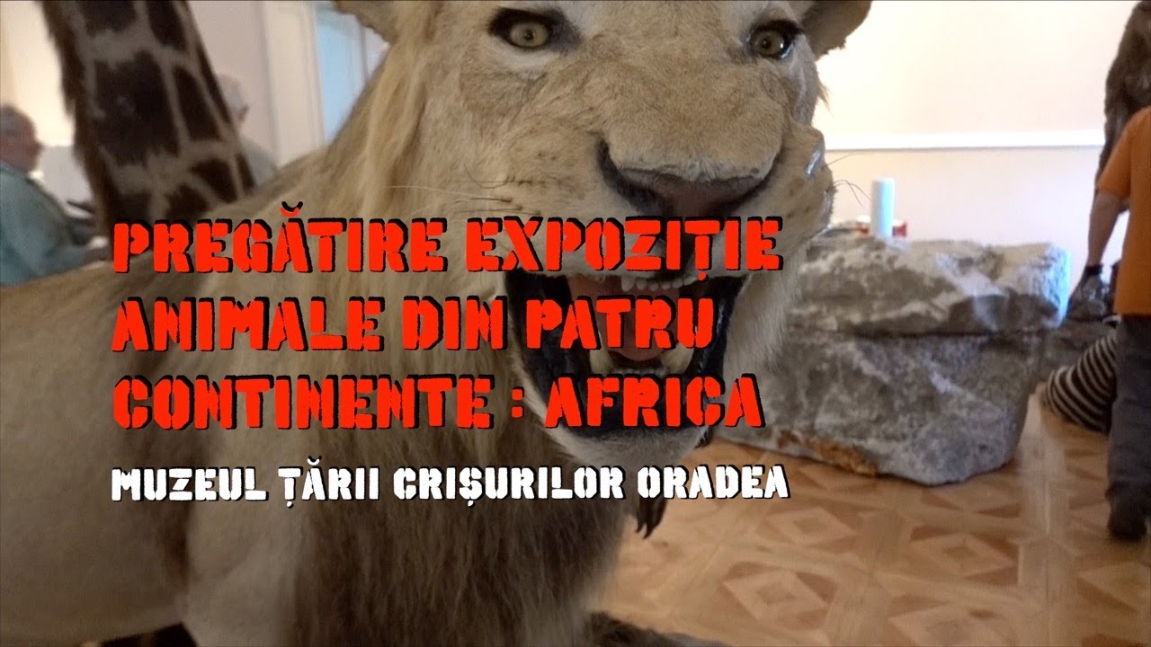 PREGĂTIRE EXPOZIȚIE Animale din patru continente - YouTube