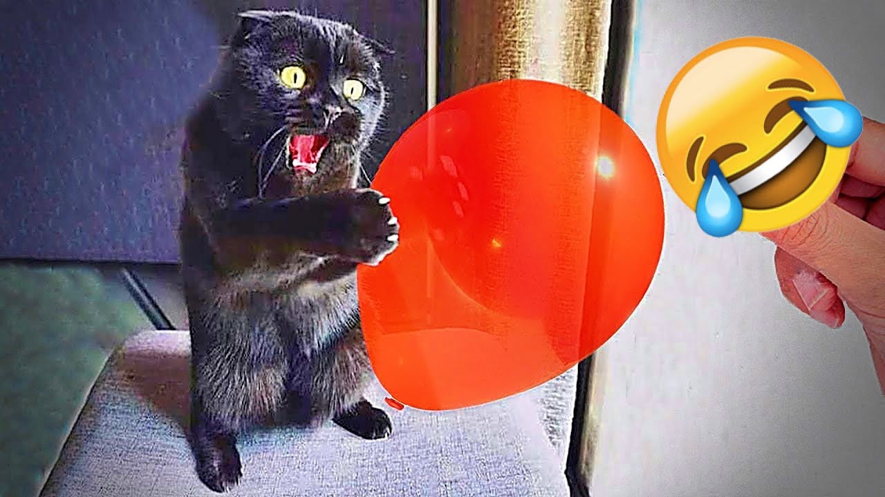 The funniest pet comedy movie of 2026 that you've ever seen 😂🐶 - YouTube