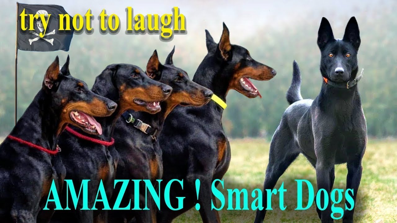 Try Not To Laugh AMAZING ! Smart Dogs funny and crazy dogs - YouTube