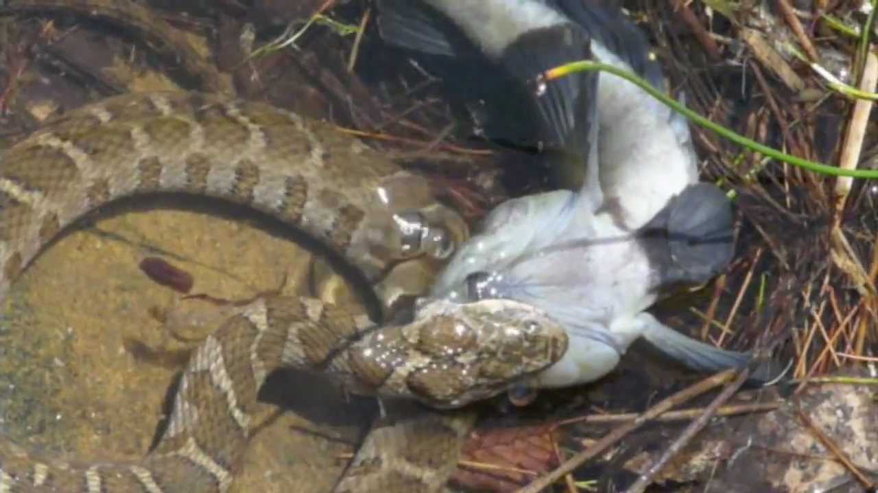 Water Snake Eats Catfish - YouTube