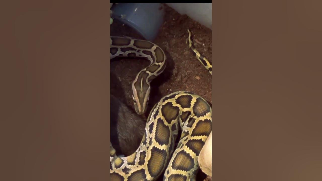 Rat attacks Burmese python - YouTube