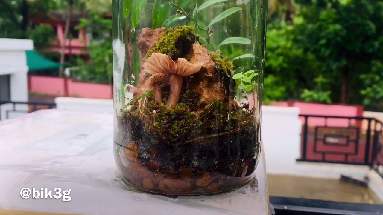 Native Terrarium - YouTube