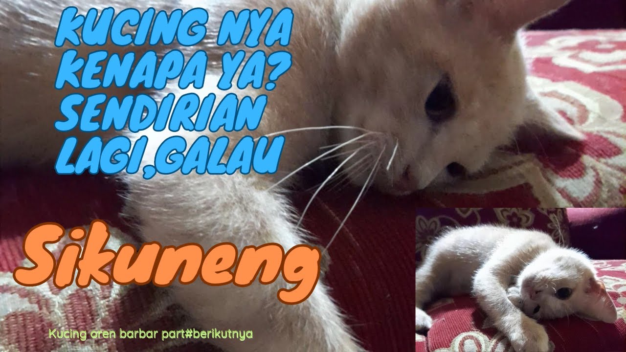 kucing lucu || kucing oren barbar bermain sendirian, part#2 - YouTube