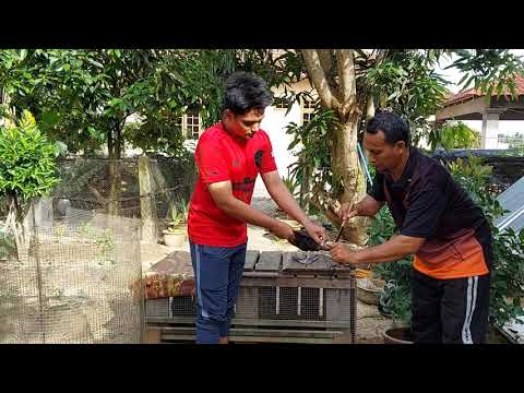 Sembelih 10 Ekor Ayam Dgn 10 Bilah Pisau