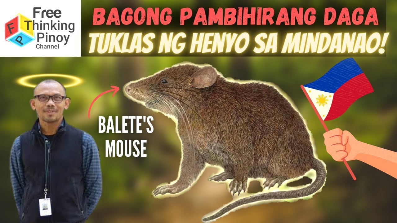 KAKAIBANG DAGA NADISKUBRE SA PINAS | Balete Mouse, Nutria, Agouti, Paca ...