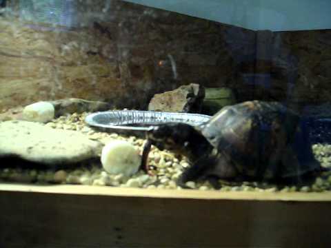 My Box Turtle eating a worm - YouTube
