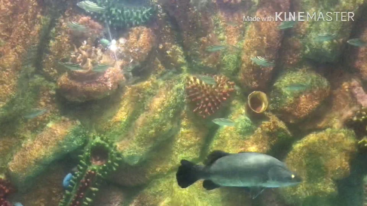 Radiant Fish World - Aquarium - Cox's Bazar - YouTube