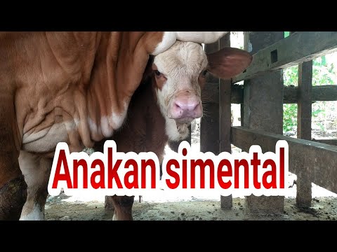 Hasil Kawin Suntik Sapi Simental Keluar Jantan