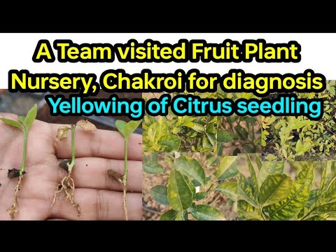 Yellowing of Citrus Seedlings in the Fruit Plant Chakroi #Remedies # ...