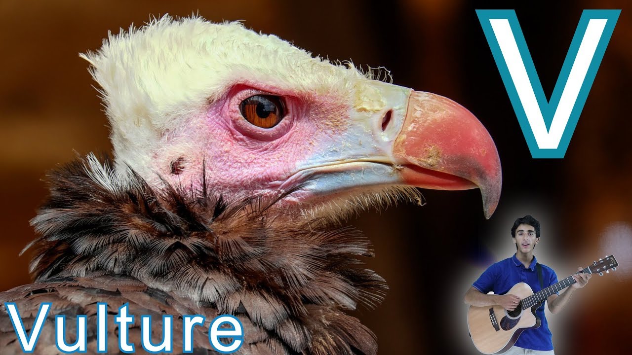 Letter V Song | Letter of the Day | ABC Phonics Song For Kids - YouTube