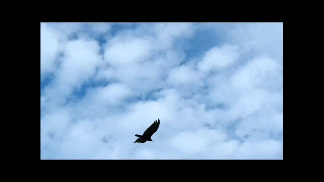 La Bota Ranch - Turkey Vultures - YouTube