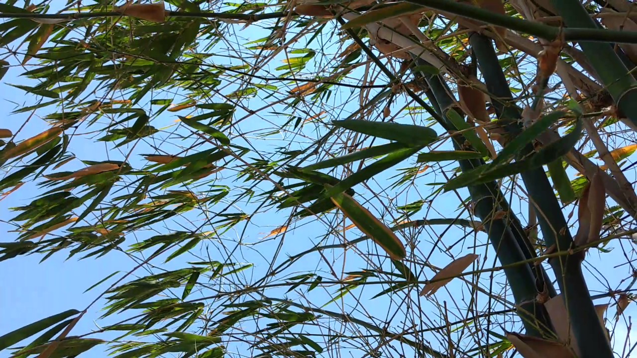 Wind blowing through Bamboo Trees - YouTube