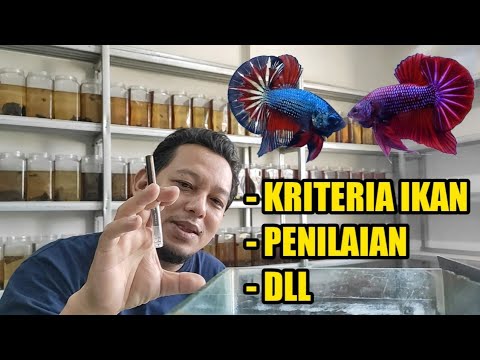 SHARING MENGENAI IKAN CUPANG KONTES SNI - YouTube