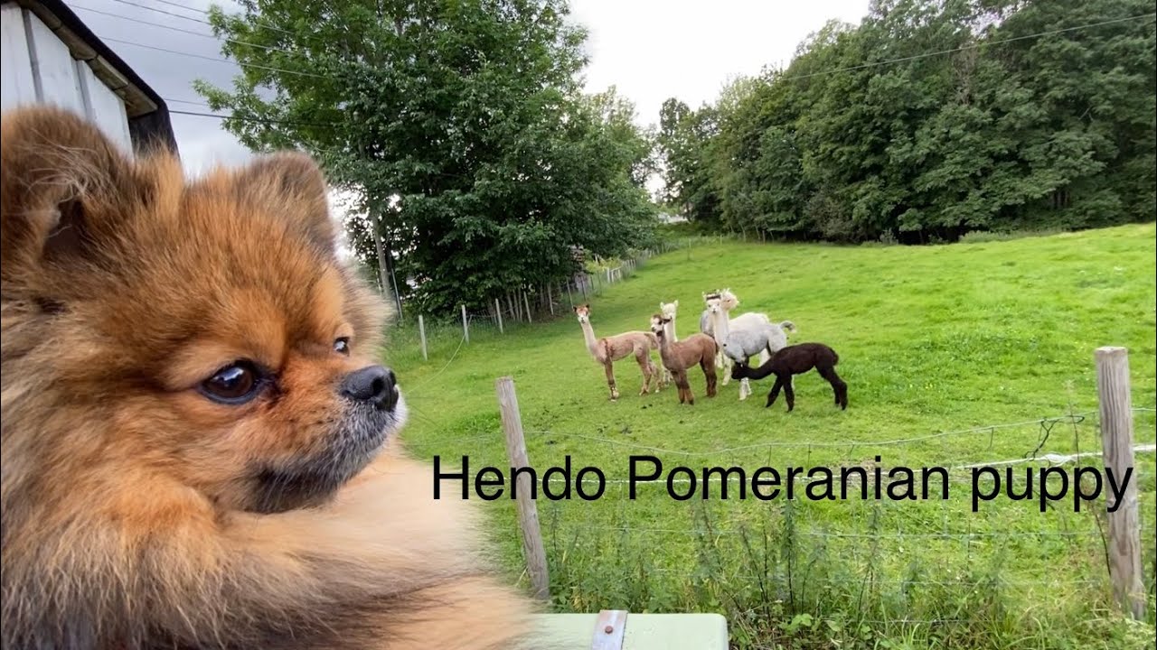 Hendo Pomeranian meet new friends but something took his attention away ...