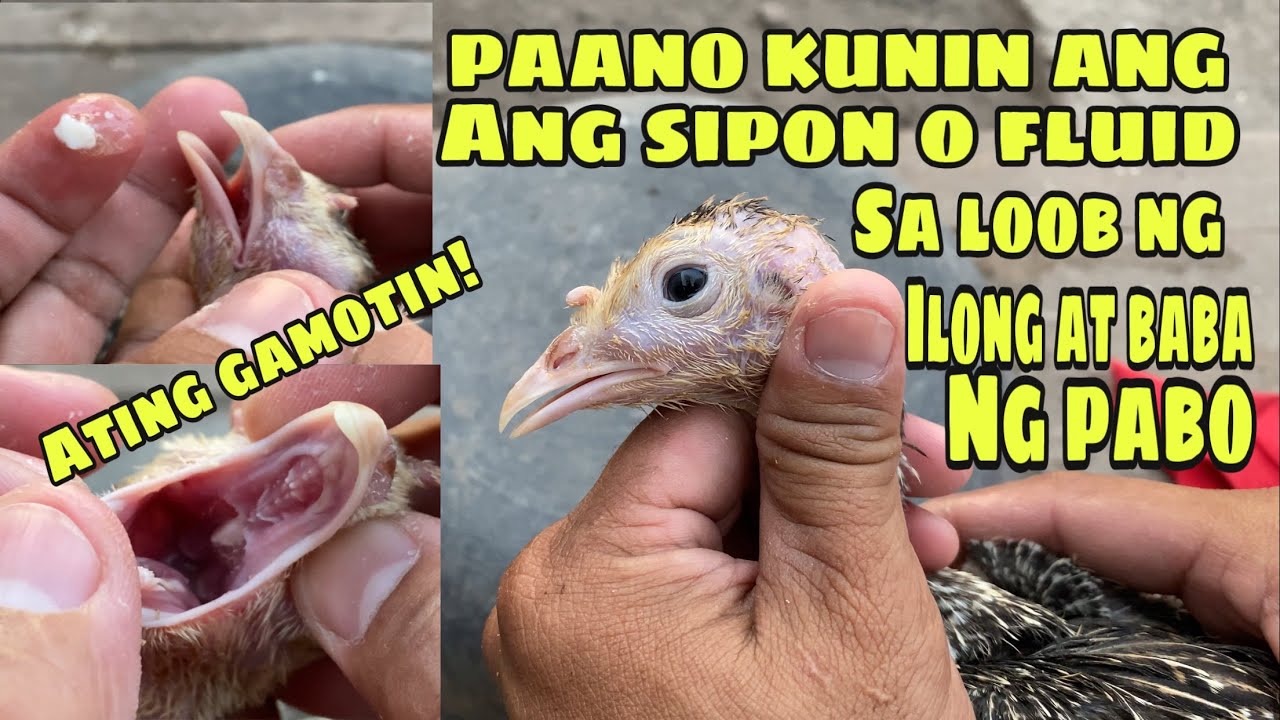 PAANO KUNIN ANG SIPON O FLUID SA LOOB NG ILONG AT BABA NG PABO | PAANO ...