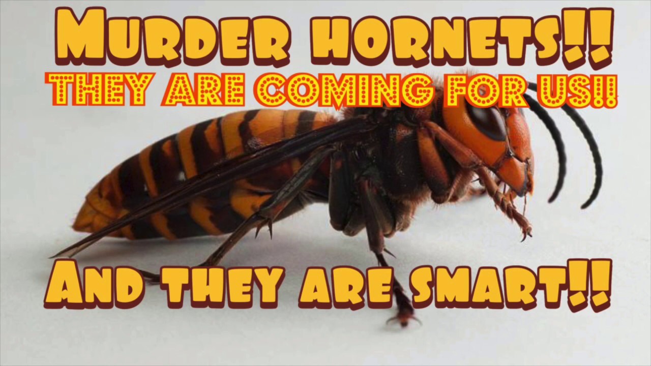 Murder Hornets Are Here!! - YouTube