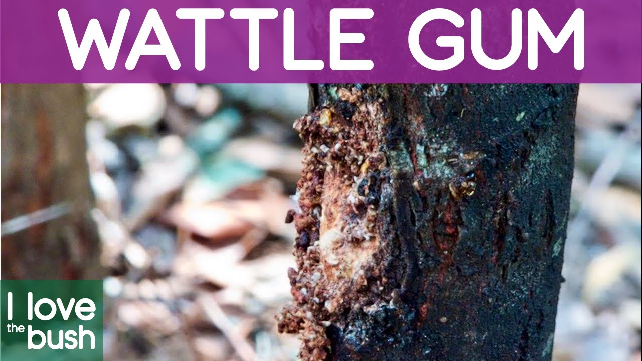 WATTLE GUM AND WITCHETTY GRUBS: PART 2 - YouTube