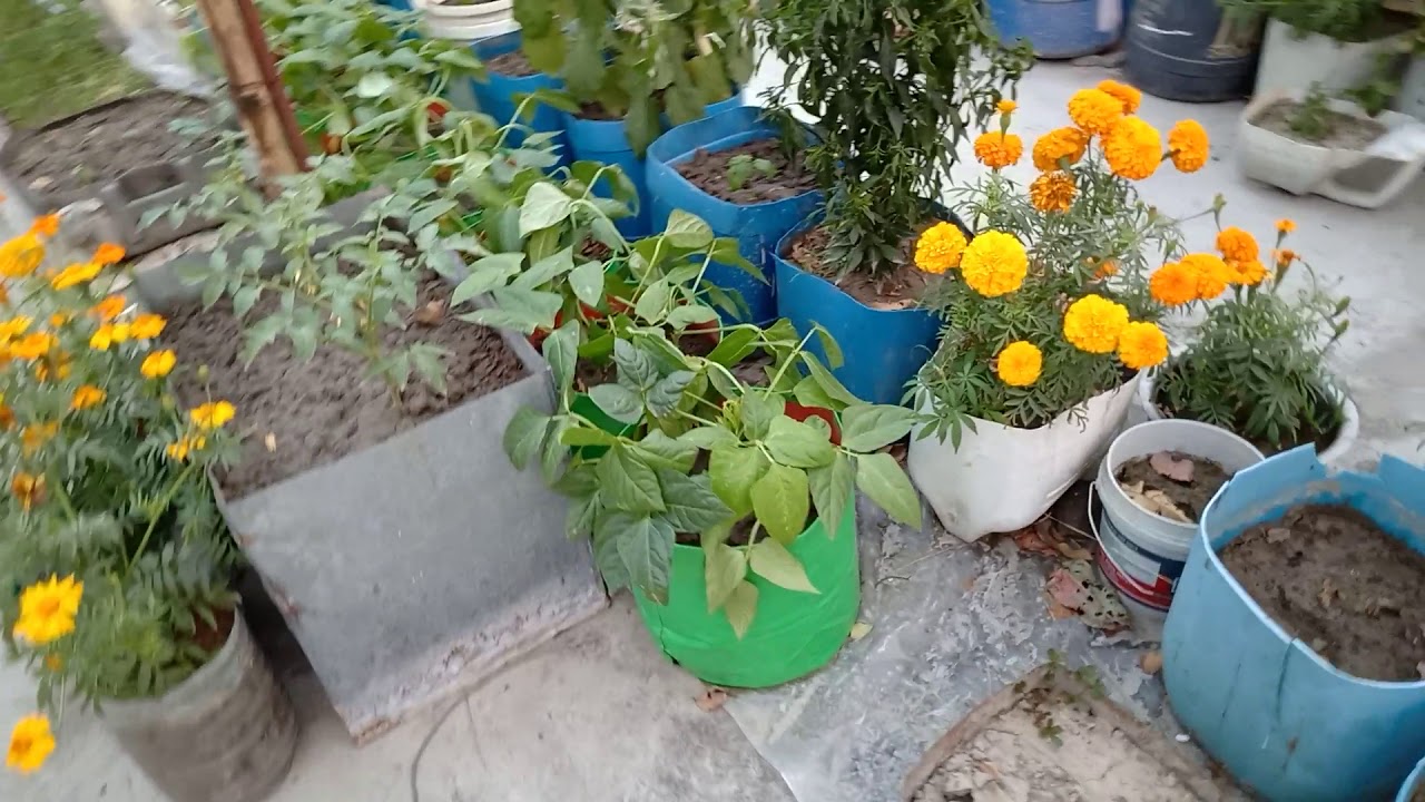 Sad situation of my garden - YouTube