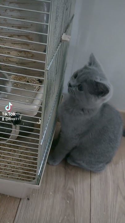 Kiss cat and hamster - YouTube