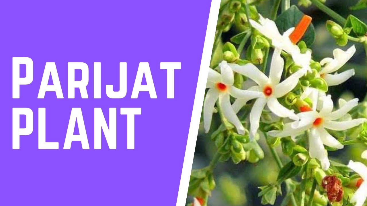 PARIJAT PLANT SAPLING GROWN - YouTube