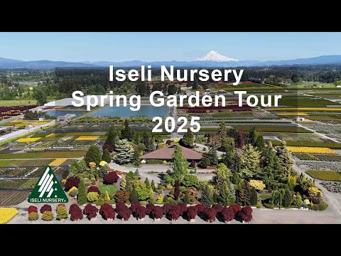Iseli Nursery Spring Garden Tour 2025. Check out our mature conifer and maple garden.