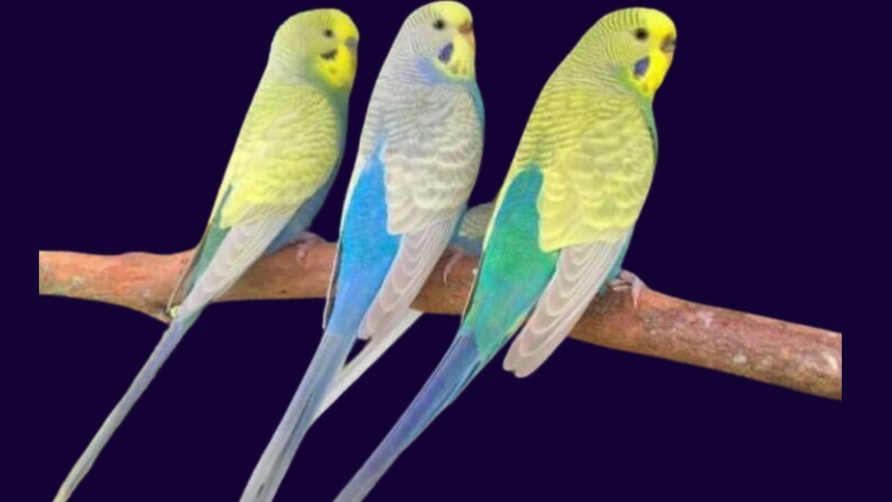 Budgies Parakeets Mating gold(Bugles And Lil Keekee), The most ...