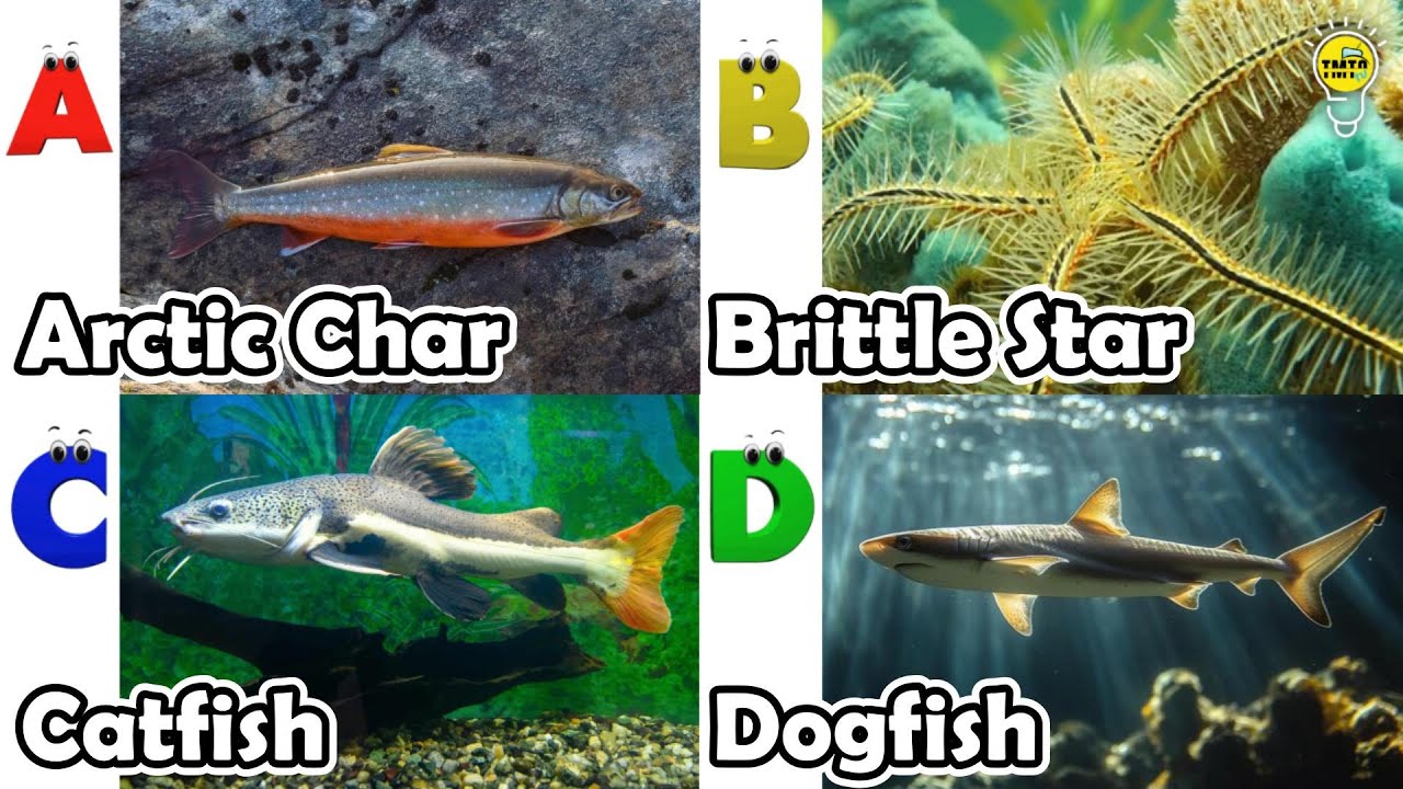 Cute ocean animals | ABC phonics animals | ABC Sea Animals song ...