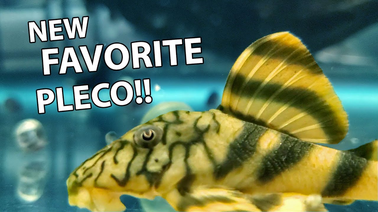 L135 WORMLINE PLECO!! Species Profile - YouTube