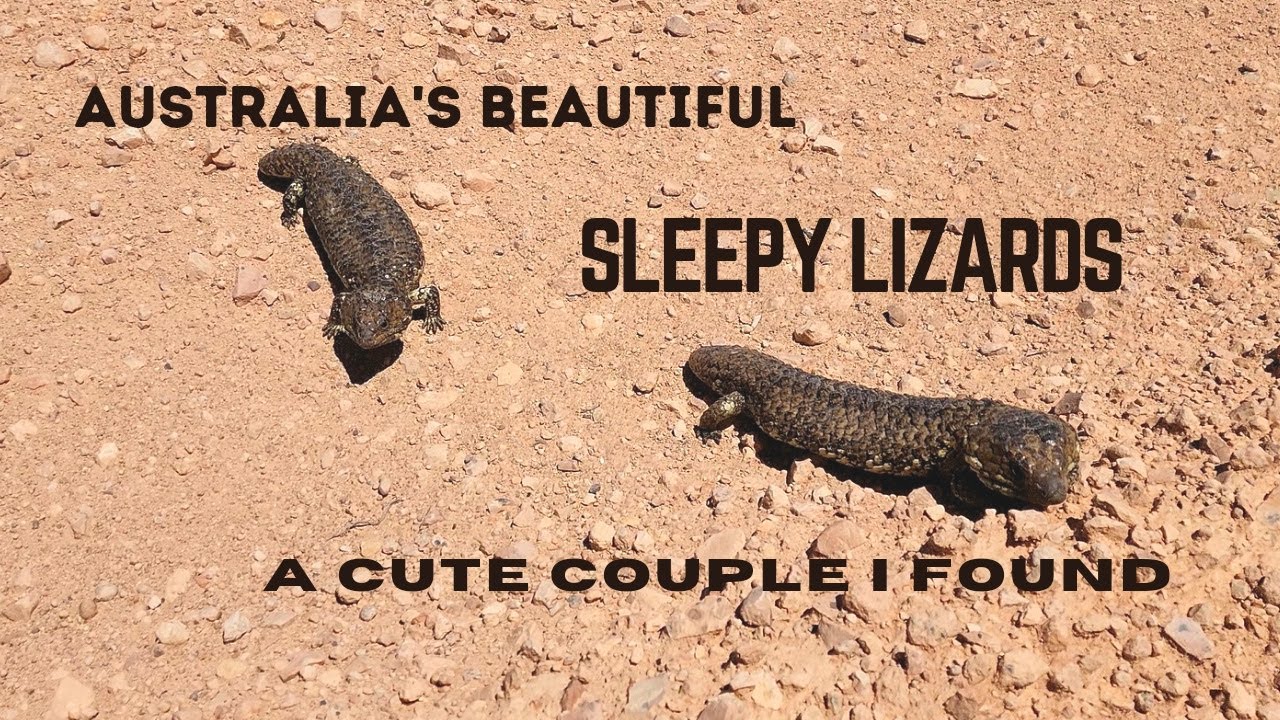 Australia's Beautiful Sleepy Lizards - Found a cute Aussie couple ...