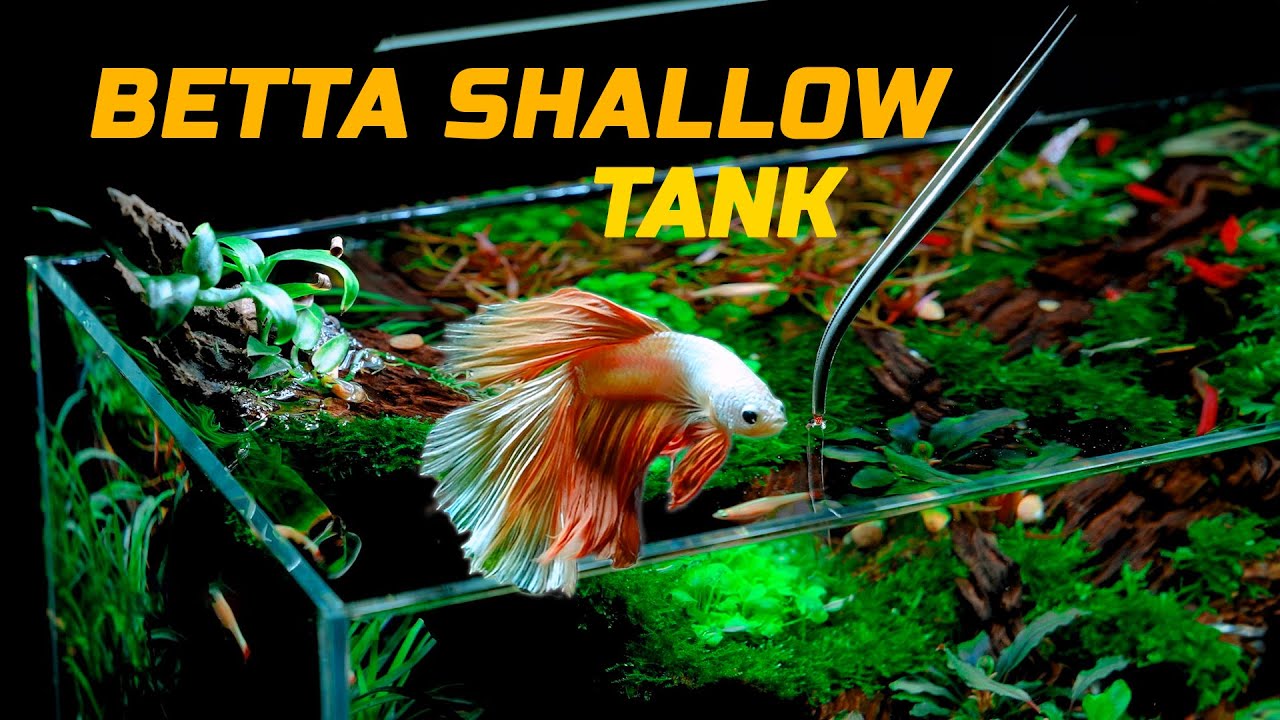 Betta Fish Nano Tank Tutorial- Shallow Low-Tech Natural Aquascape Tank ...