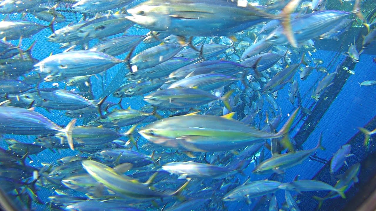 P1 lumubog yong lambat sa dami ng tuna #fishing #fish #fishingvessel ...