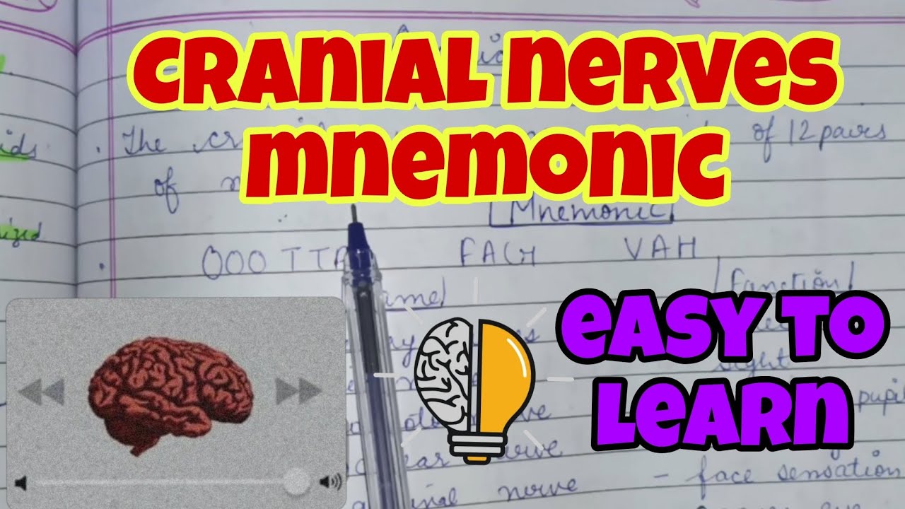 Cranial nerves (Mnemonic) || Easy to learn || #youtube - YouTube