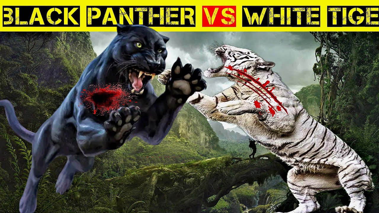 White Tiger vs Black Panther | Black Panther vs White Tiger Comparison ...