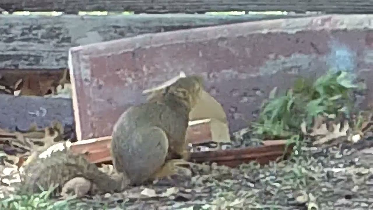 Squirrel kill with AEA Challenger Pro .30 and NSA 61.5gr slug - YouTube