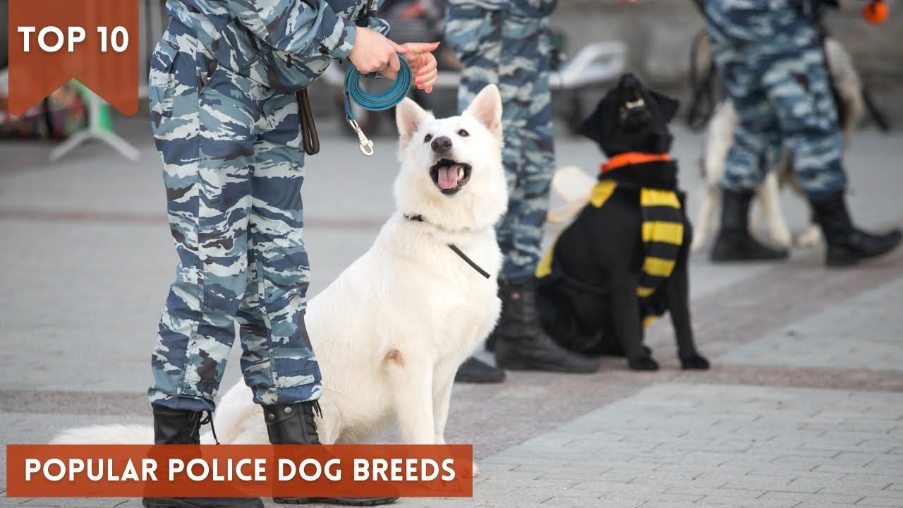 15 Most Popular Police Dog Breeds Dog Lovers YouTube 15-most-popular-police-dog-breeds-dog-lovers-youtube