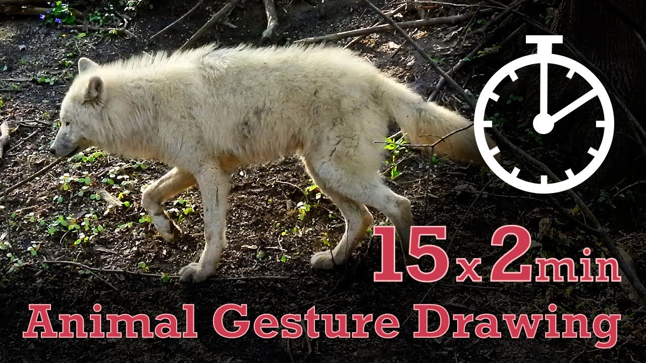 Animal Drawing References #94 - 15x2min poses - Arctic Wolf - YouTube