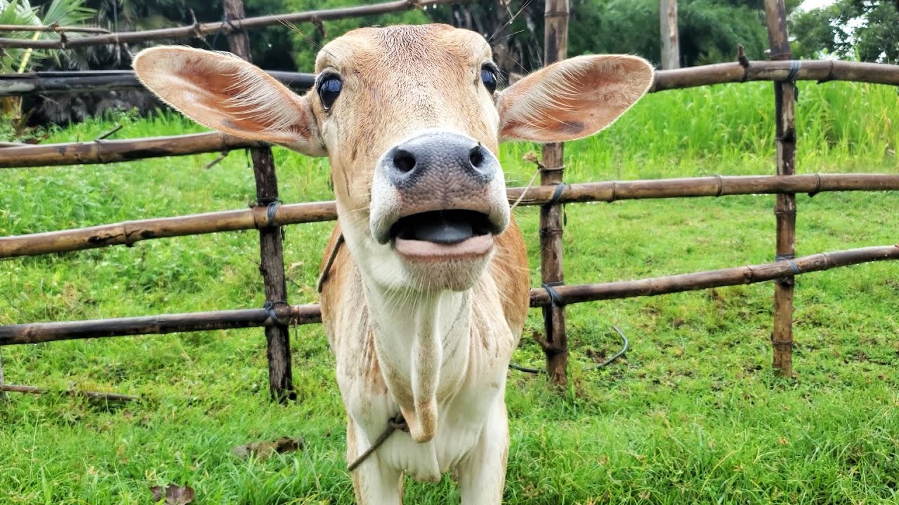 Cute baby cows mooing - Adorable cow calf - YouTube