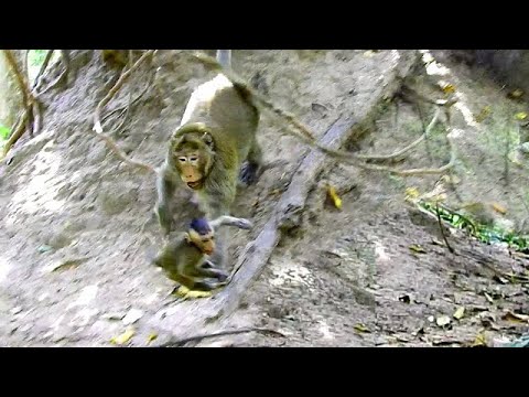 OMG, MOM HELPS ME !! Very funny, baby monkeys so exited and surprised ...