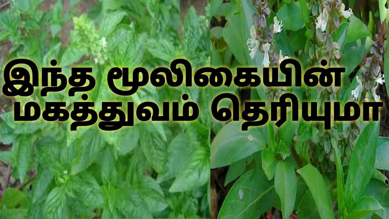 திருநீற்றுப் பச்சிலை ||How to grow Thiruneetru pachilai plant ...