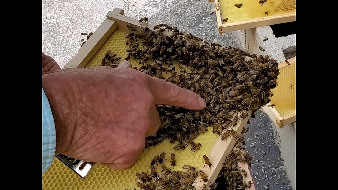 Second Honey Bee Swarm Catch of the Year - YouTube