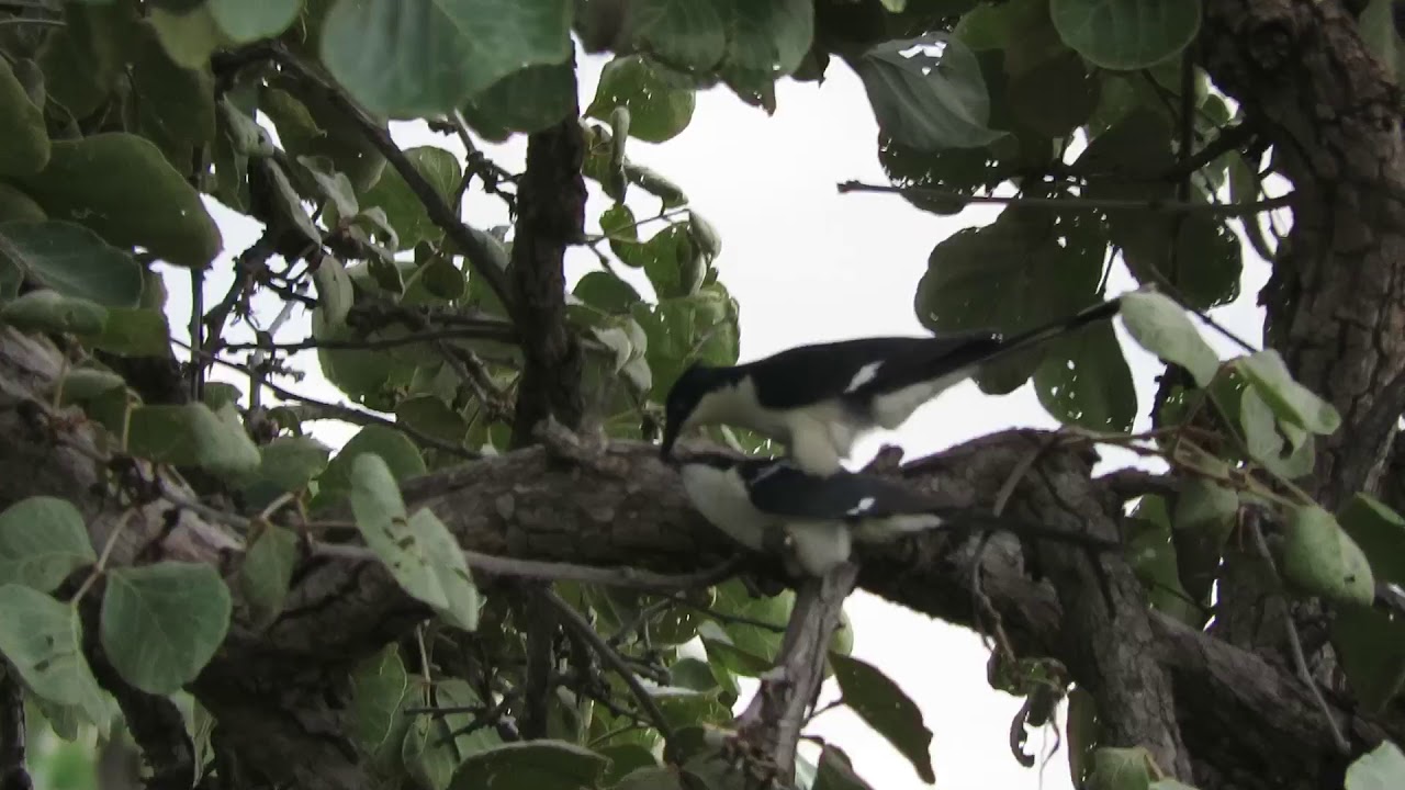Breeding behavior of Jacobin cuckoo (Clamator jacobinus), pied cuckoo ...