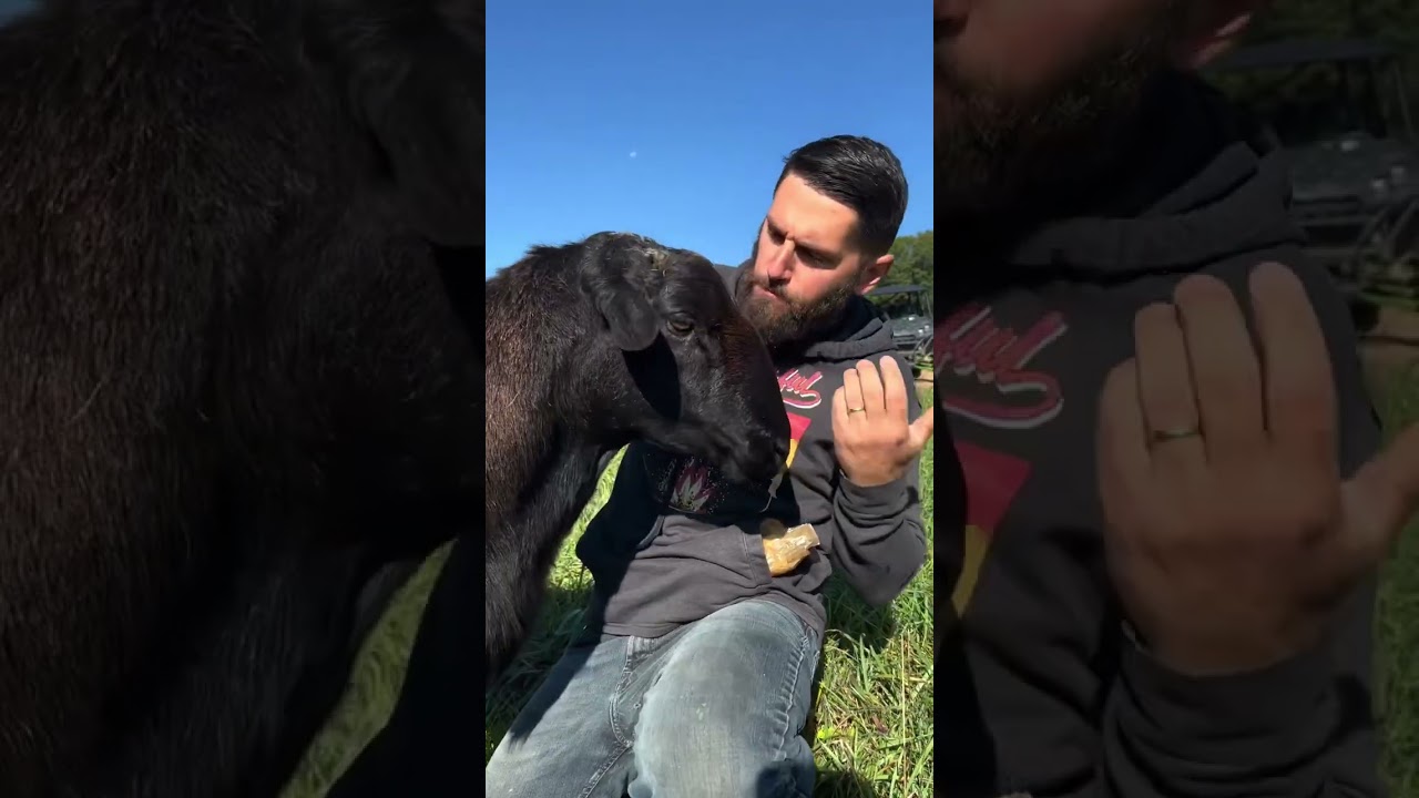 #shorts | Sheep Is Man’s Best Friend | Sheep Shorts | Leon The Ram ...