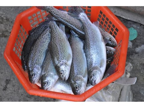 Himalayan trout fish farm, LELE Lalitpur, Nepal special vlog - YouTube