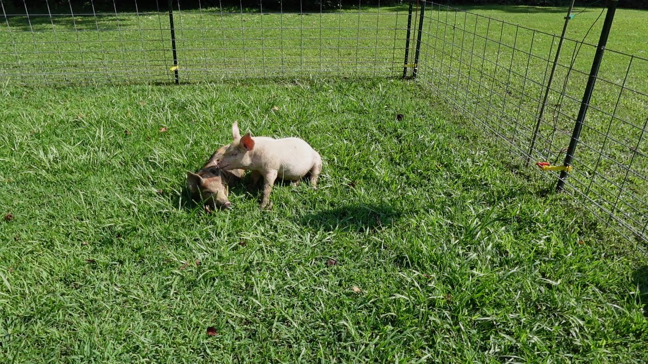 Building the Pig Pen Part 2, and New Animals on the Homestead! - YouTube