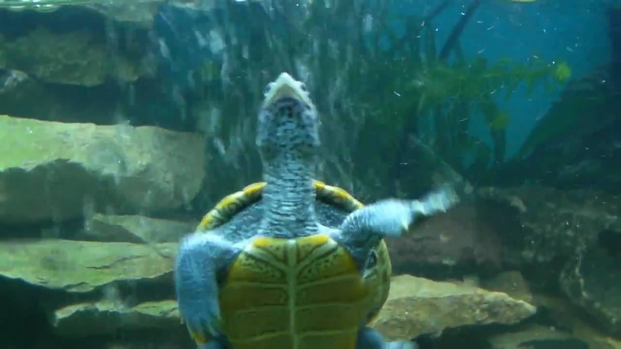 my Diamondback Terrapin turtle tank is finally clear! - YouTube