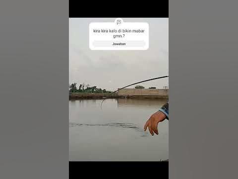 tester Bandeng pakai tegek. - YouTube